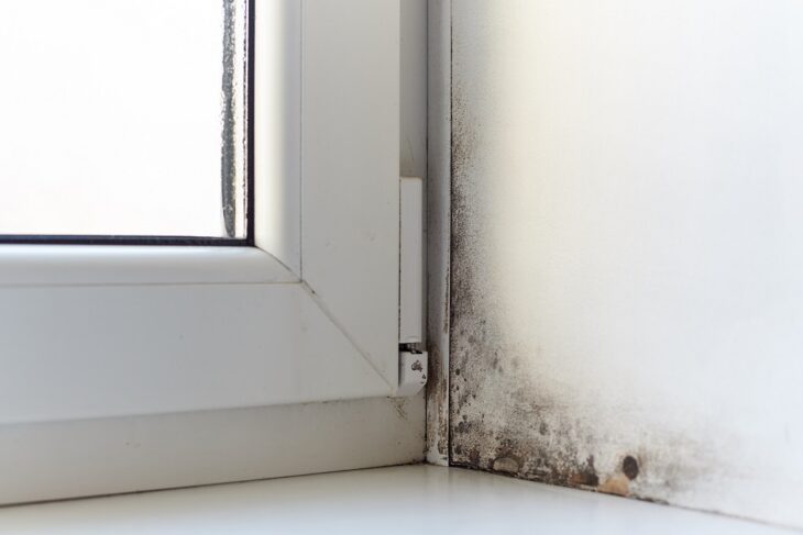 Damp, mould and condensation - Great Places